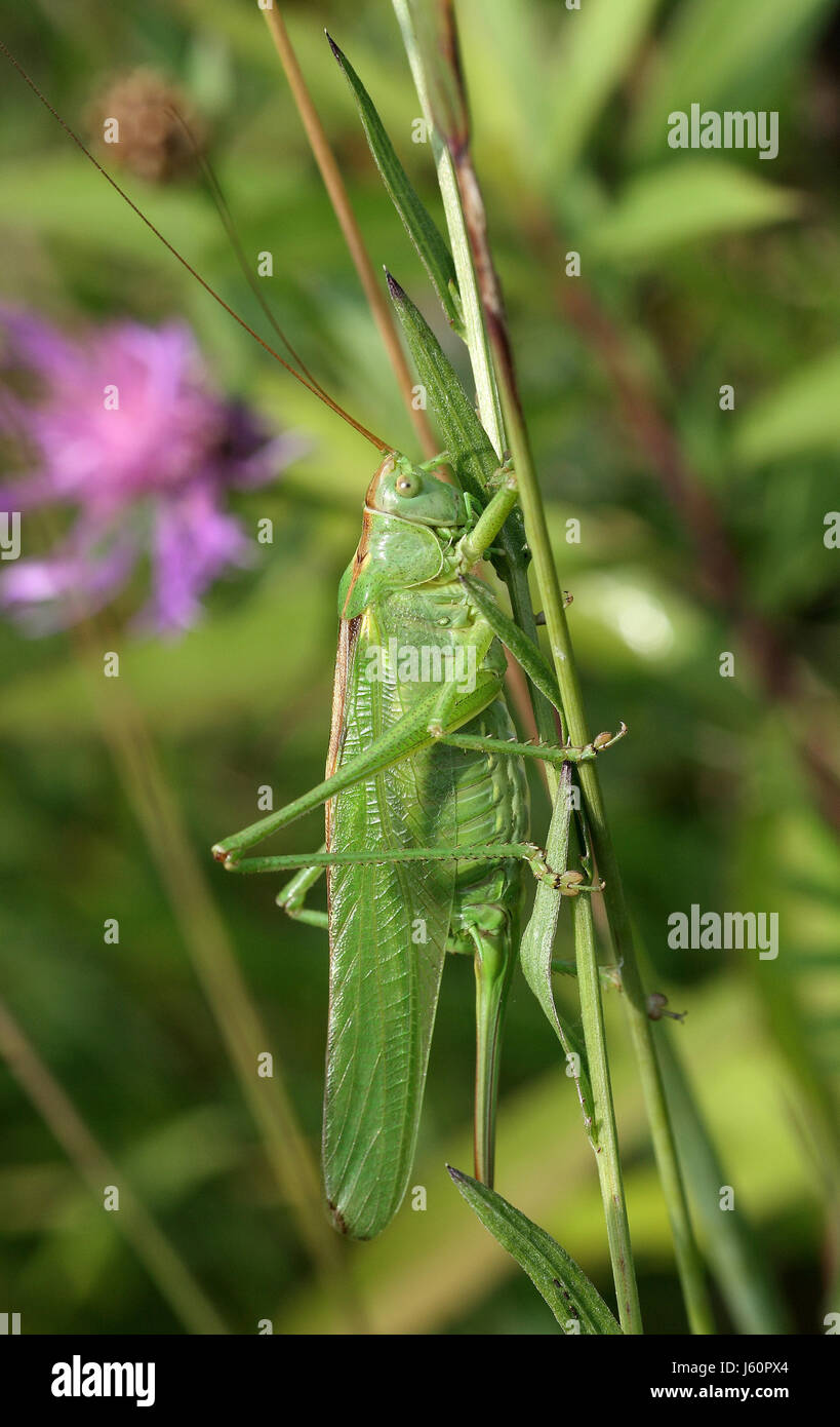 grasshopper antenna meadow heupferd heuhpfer grnes heupferd groes ...