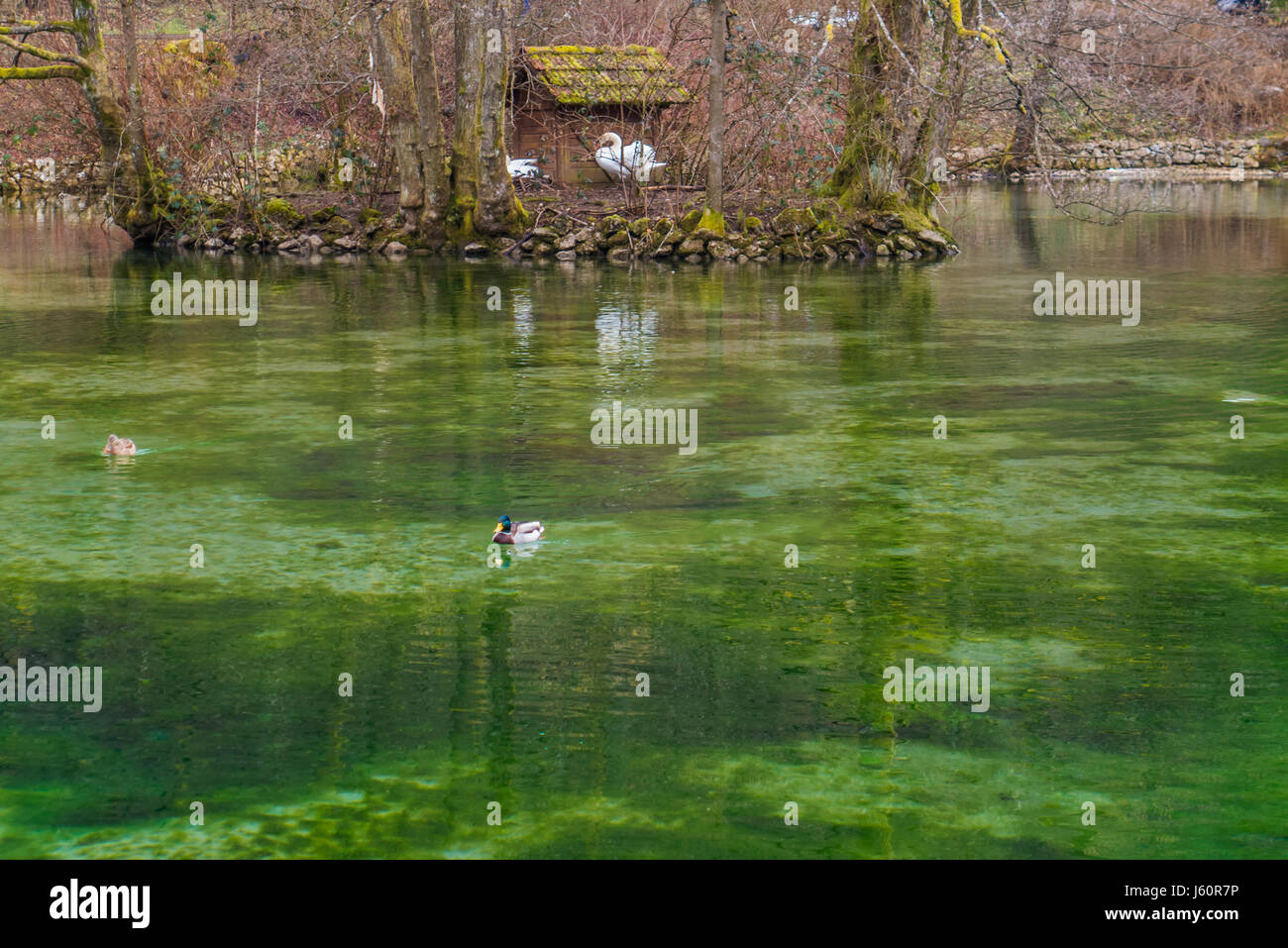 Ducks in a small lake Stock Photo - Alamy