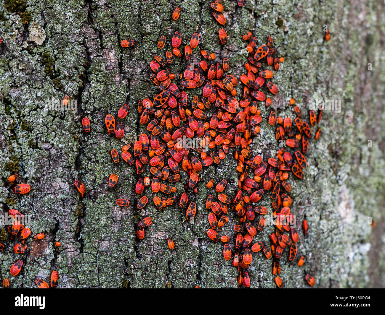 Close up of firebugs on a tree Stock Photo - Alamy