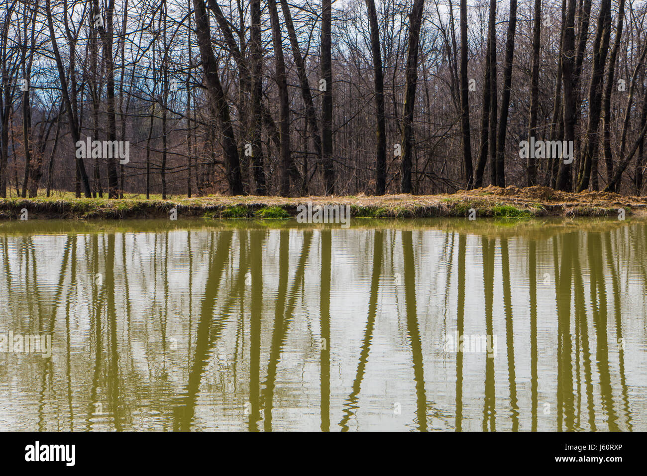 Trees reflected on the surface of the water Stock Photo - Alamy