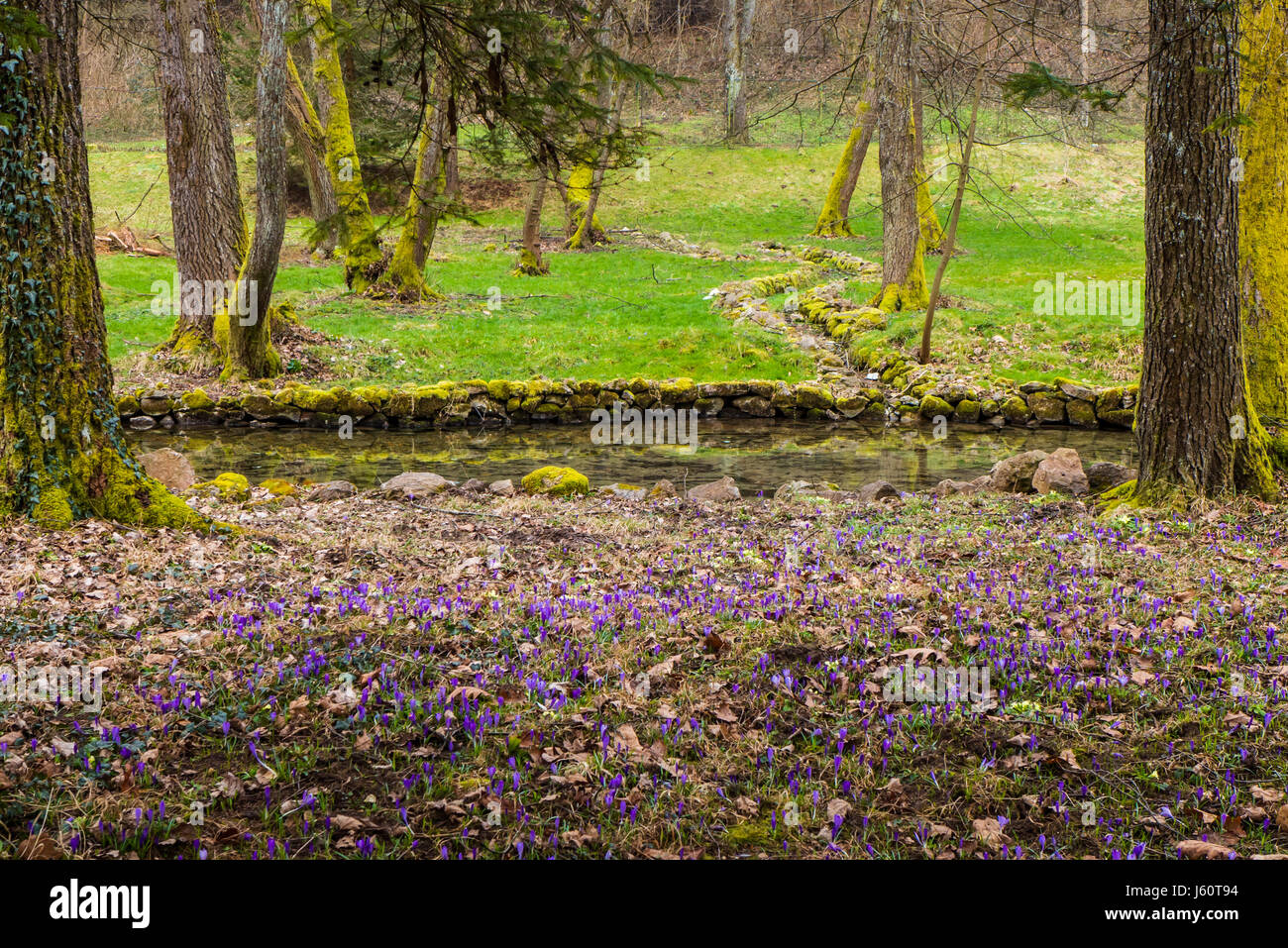 Flowers in the forest in spring Stock Photo - Alamy