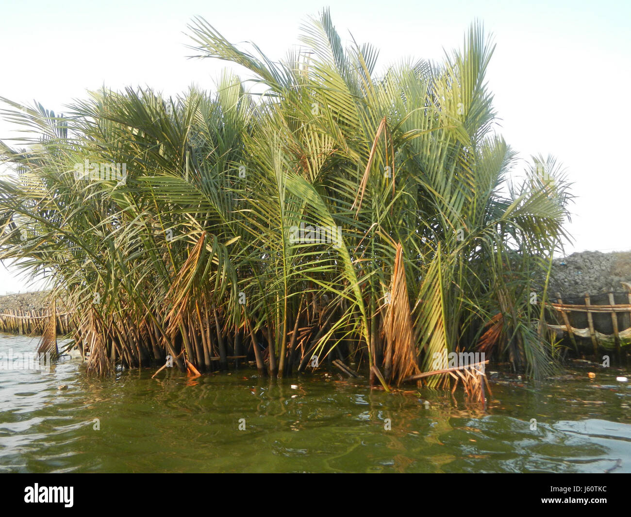 03735 River banks Panasahan Malolos City Bulacan 27 Stock Photo - Alamy