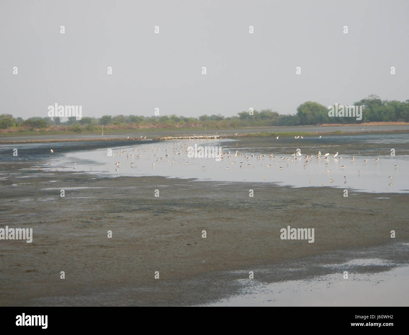 A detailed image capturing bird species in San Jose, Paombong, Bulacan ...