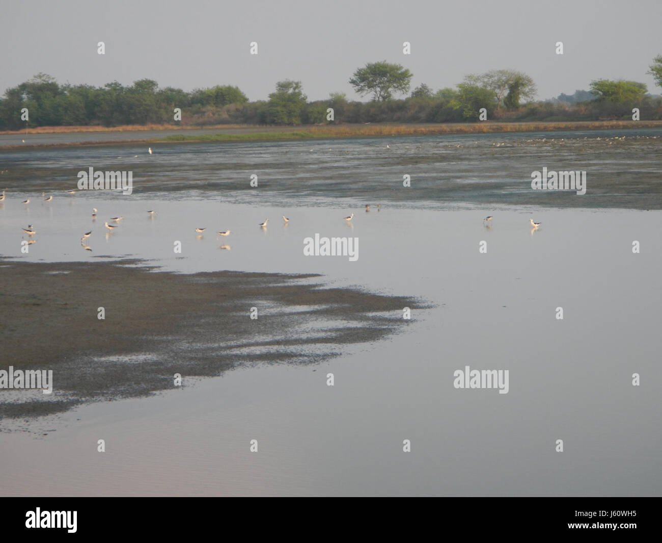 This image shows various bird species observed in San Jose, Paombong ...