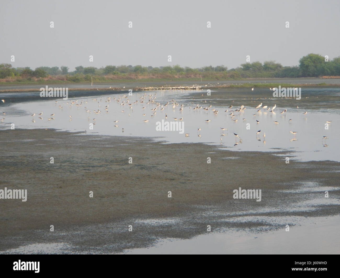 A photograph of various bird species taken in San Jose, Paombong ...