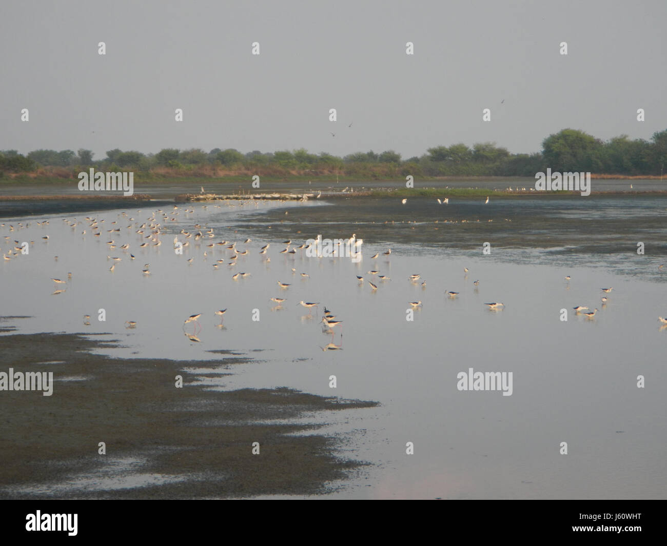 This photograph shows a group of birds in San Jose, Paombong, Bulacan ...