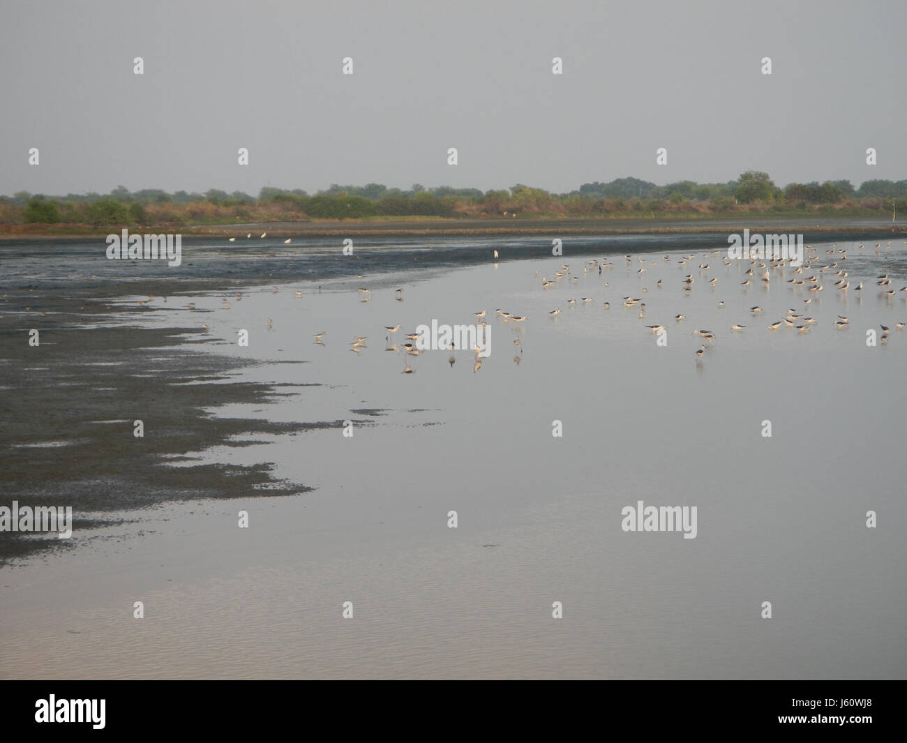This refers to a natural scene depicting birds during sunsets in San ...