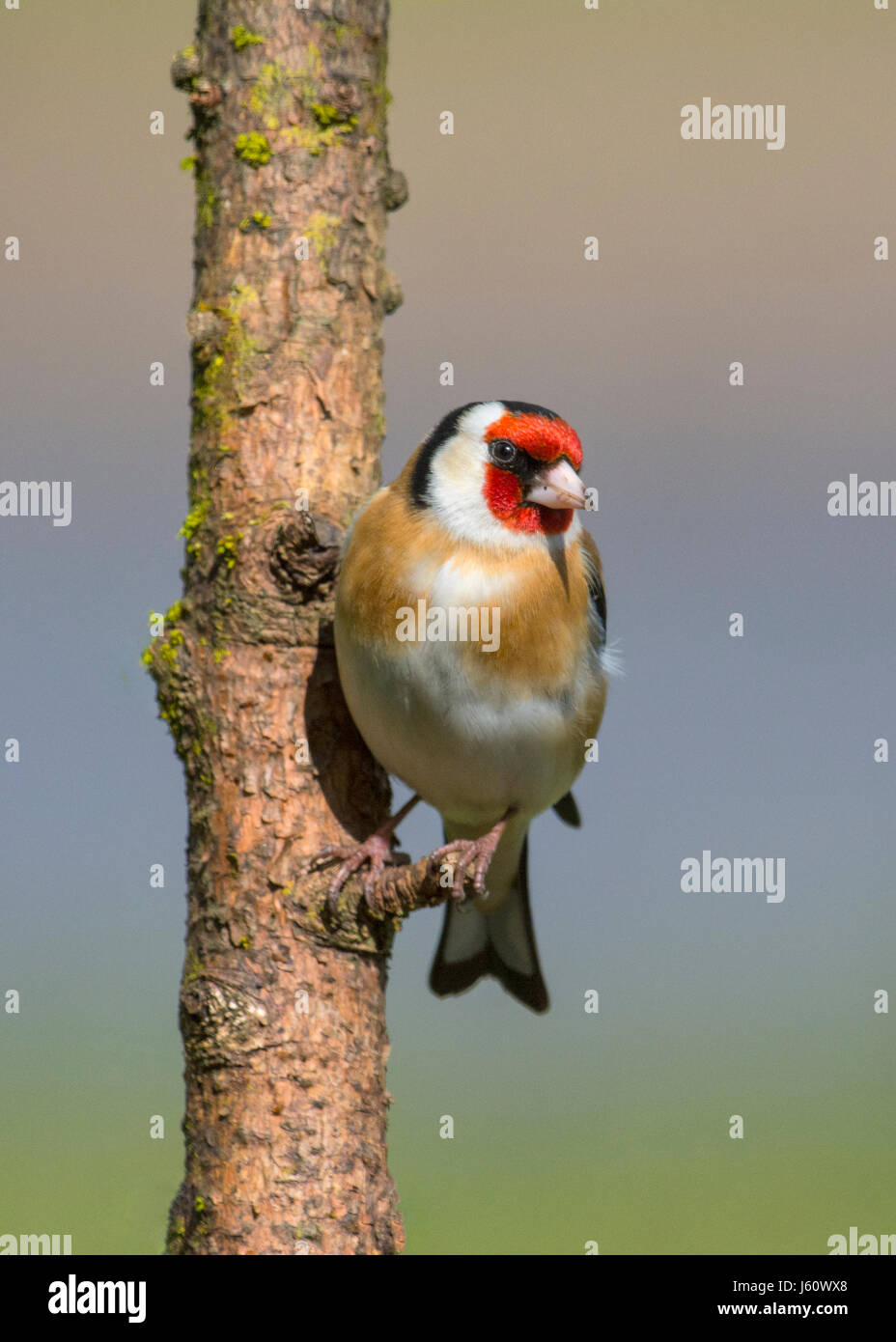 Male goldfinch summer hi-res stock photography and images - Alamy