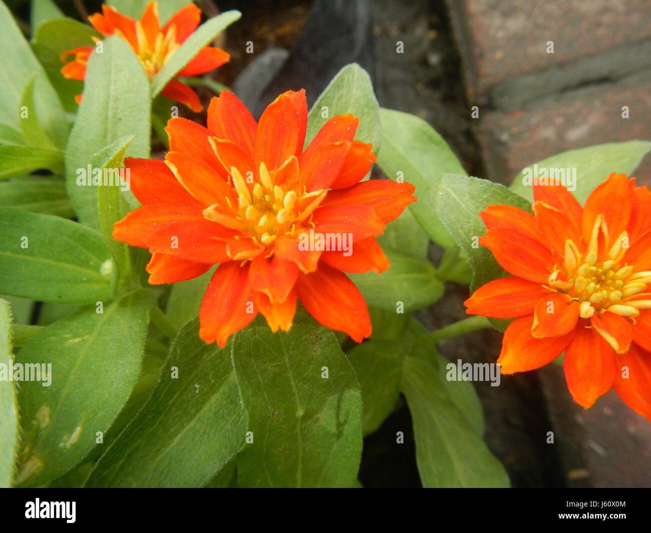This image highlights various flowering plants found in Bulacan ...