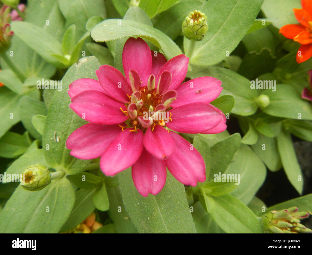 This entry lists various plants such as Salvia, Aster, Dwarf Sunflowers ...