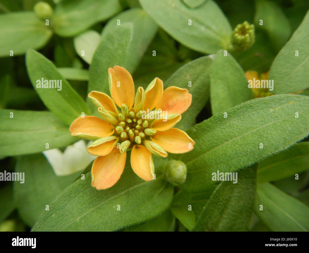 The image shows a collection of plants, including Salvia, Aster, Dwarf ...