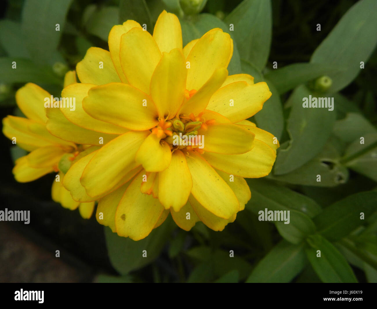 The image depicts a collection of plants including Salvia, Aster, dwarf ...