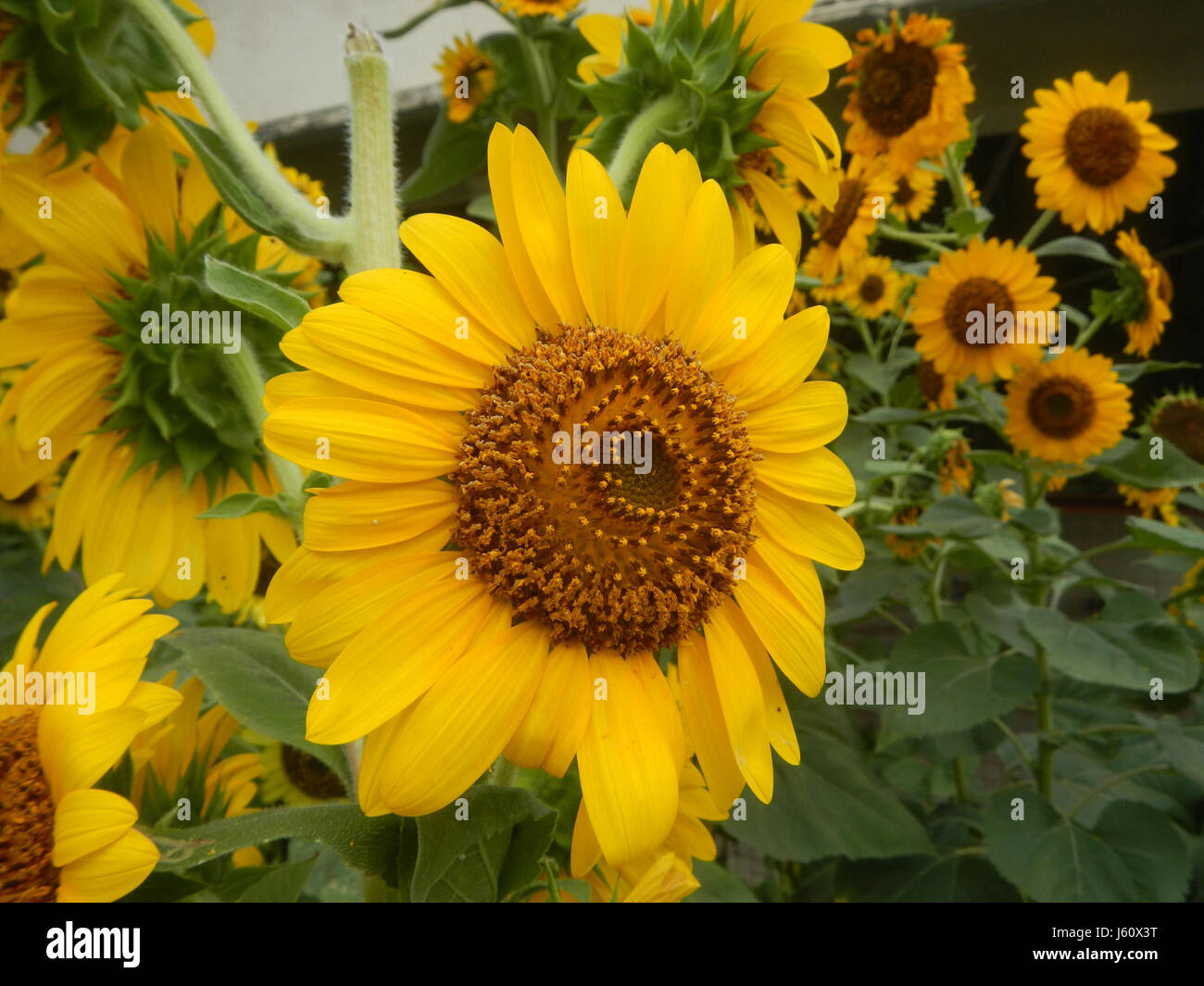 Sunflowers in Bulacan, captured in this image, are a vibrant ...