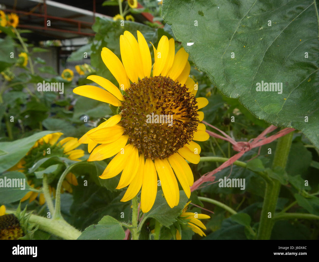 This image depicts a field of sunflowers in Bulacan, a province in the ...
