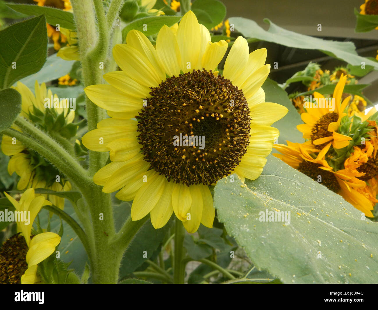 This image of sunflowers in Bulacan, Philippines, highlights the ...