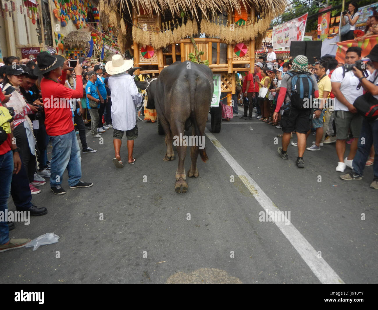 The Carabao Kneeling Festival, held annually in Pulilan, Bulacan ...