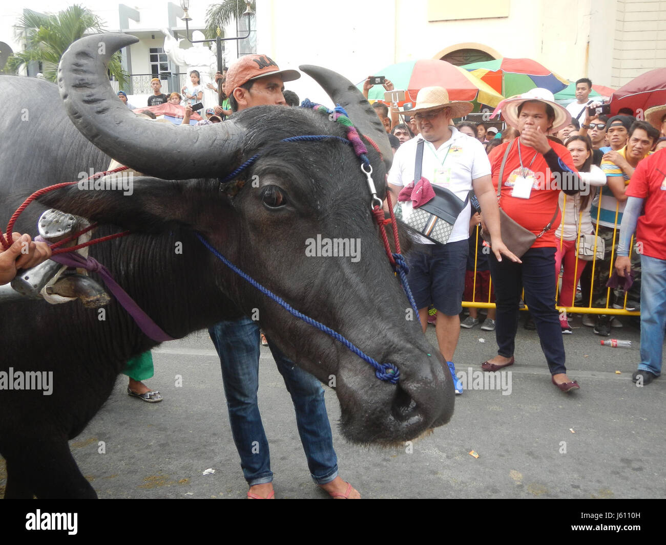0012 San Isidro Labrador Parish Fiesta Pulilan Bulacan Carabao Kneeling ...