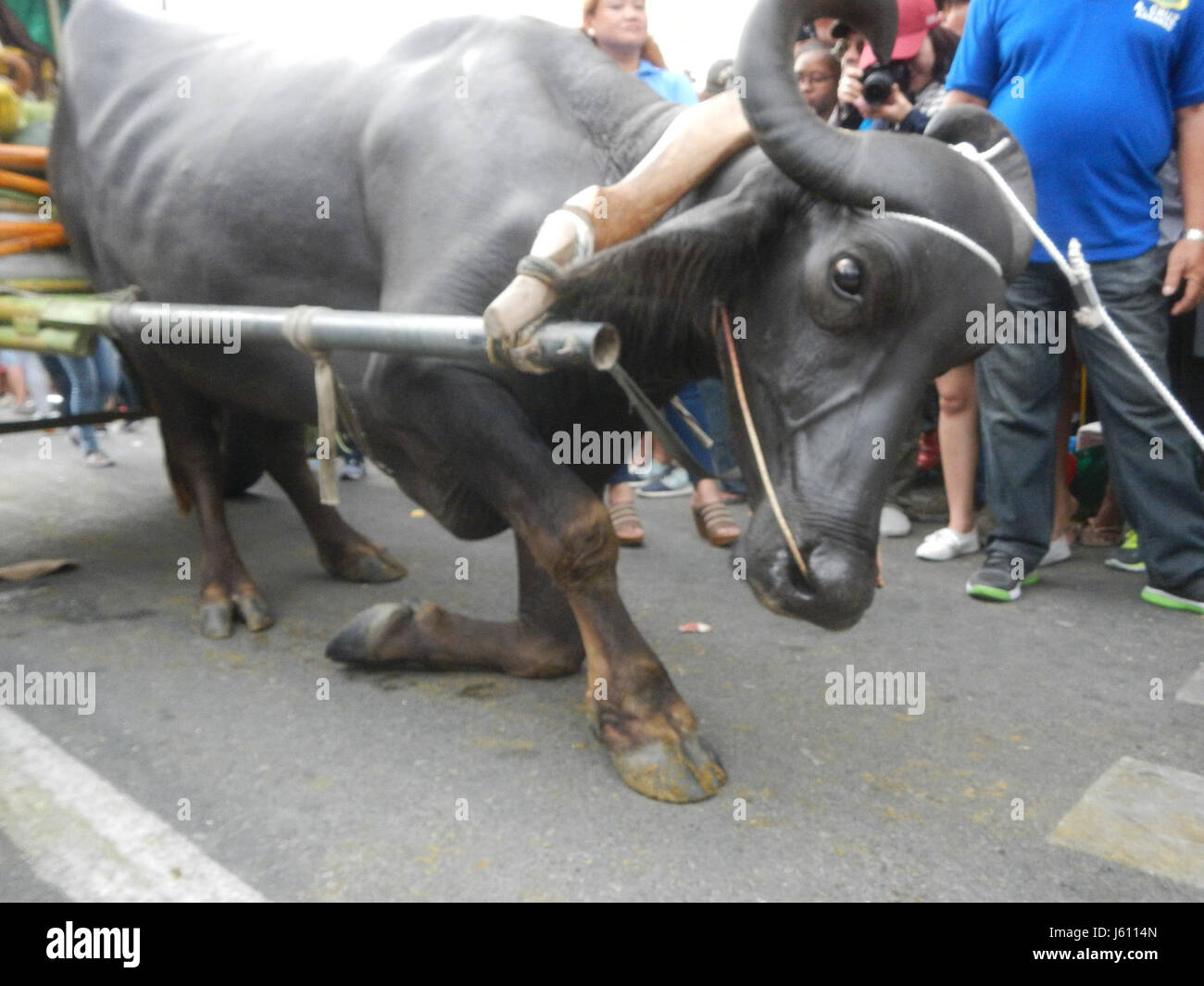 The San Isidro Labrador Parish Fiesta in Pulilan, Bulacan, is an annual ...