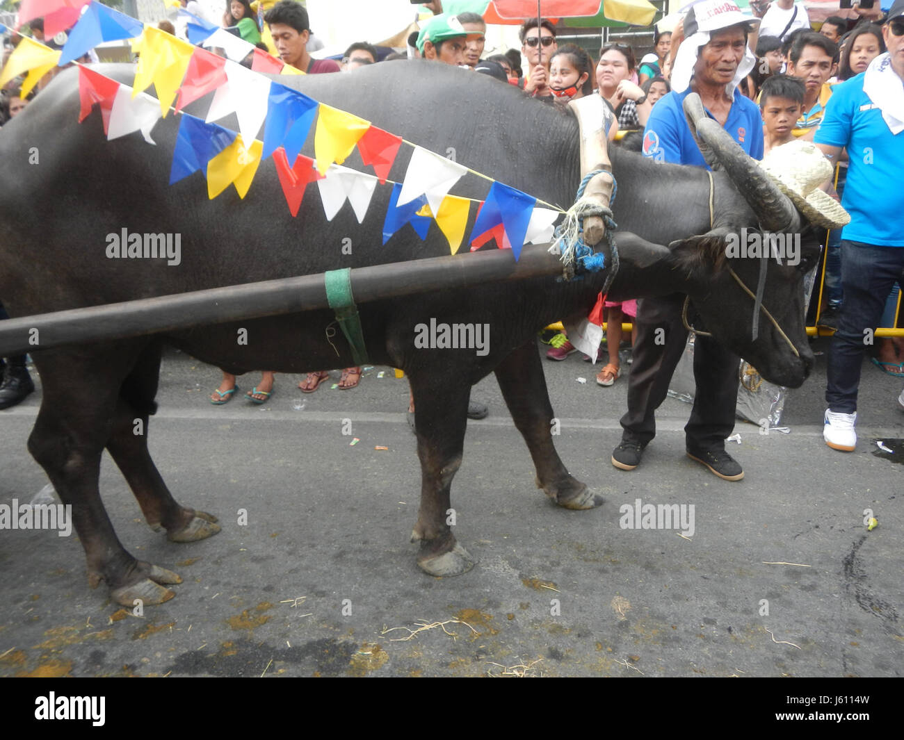 0113 San Isidro Labrador Parish Fiesta Pulilan Bulacan Carabao Kneeling ...