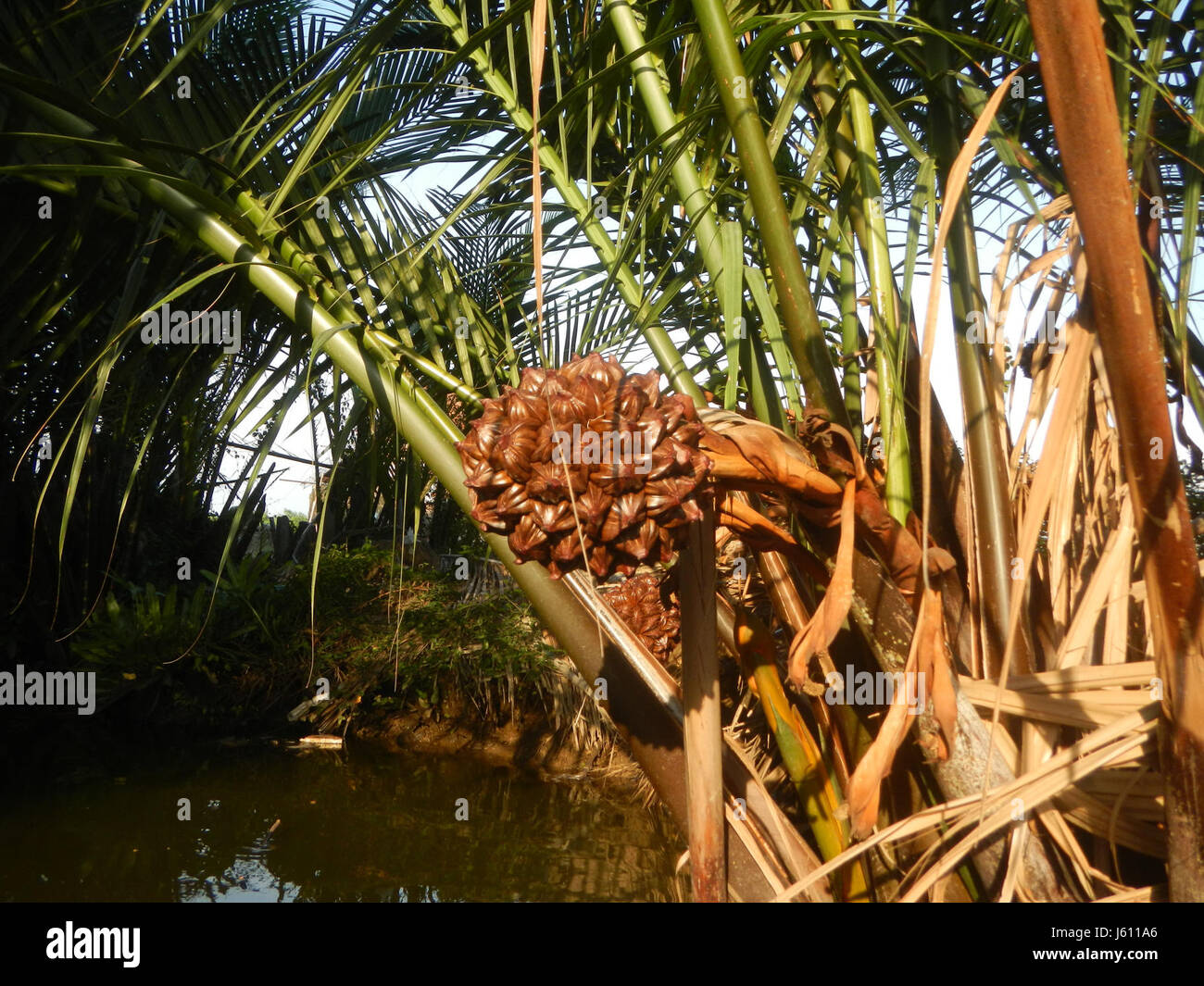0001 Malolos River Districts City Nipa trees Bulacan Landmarks 02 Stock ...