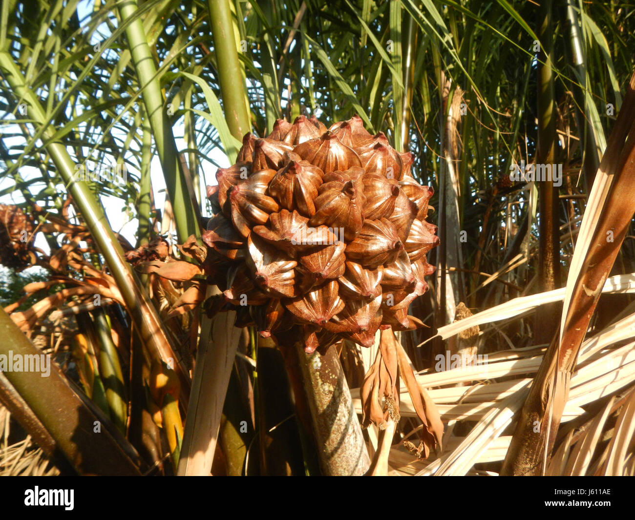 0001 Malolos River Districts City Nipa trees Bulacan Landmarks 10 Stock ...