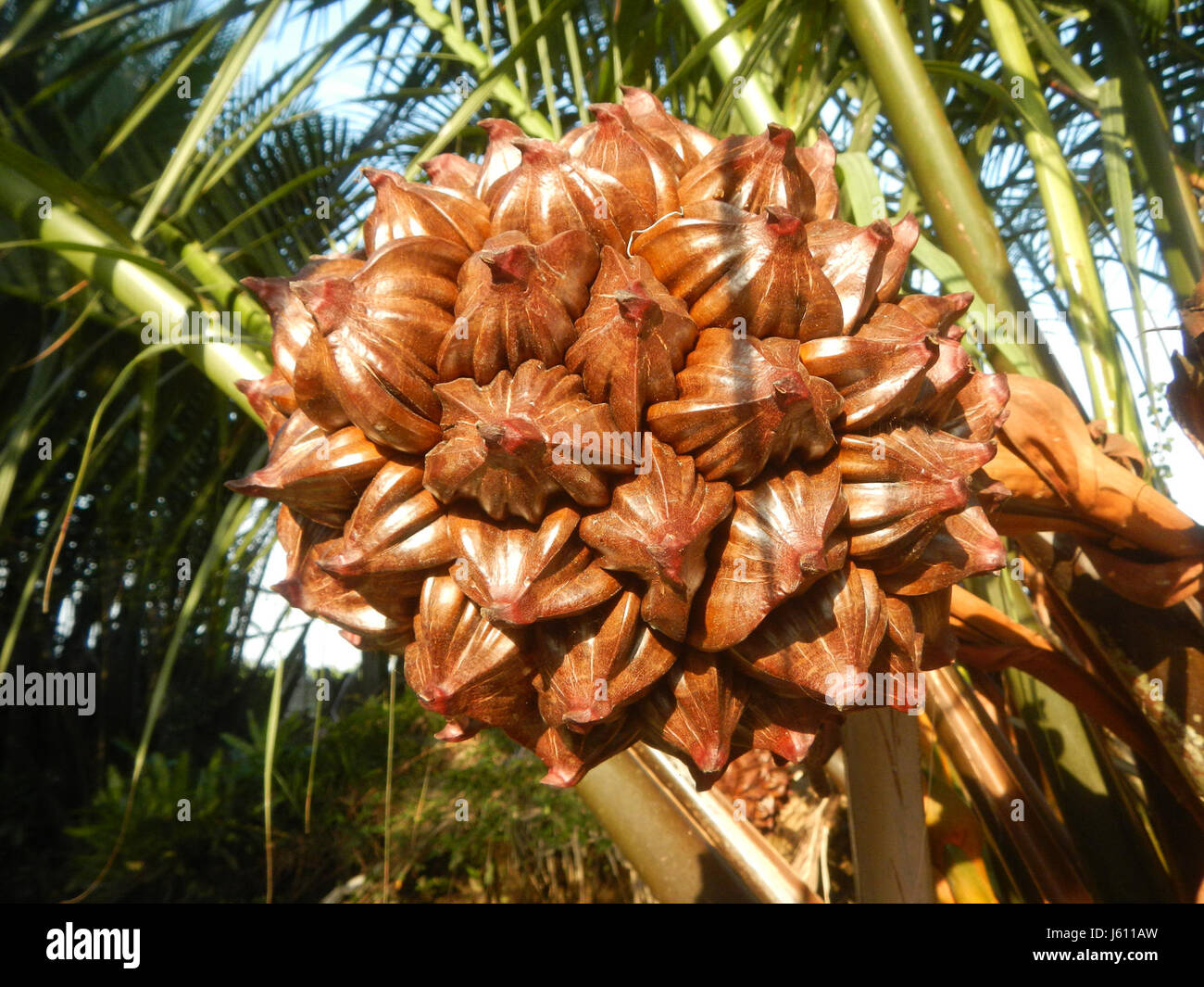 0001 Malolos River Districts City Nipa trees Bulacan Landmarks 20 Stock ...