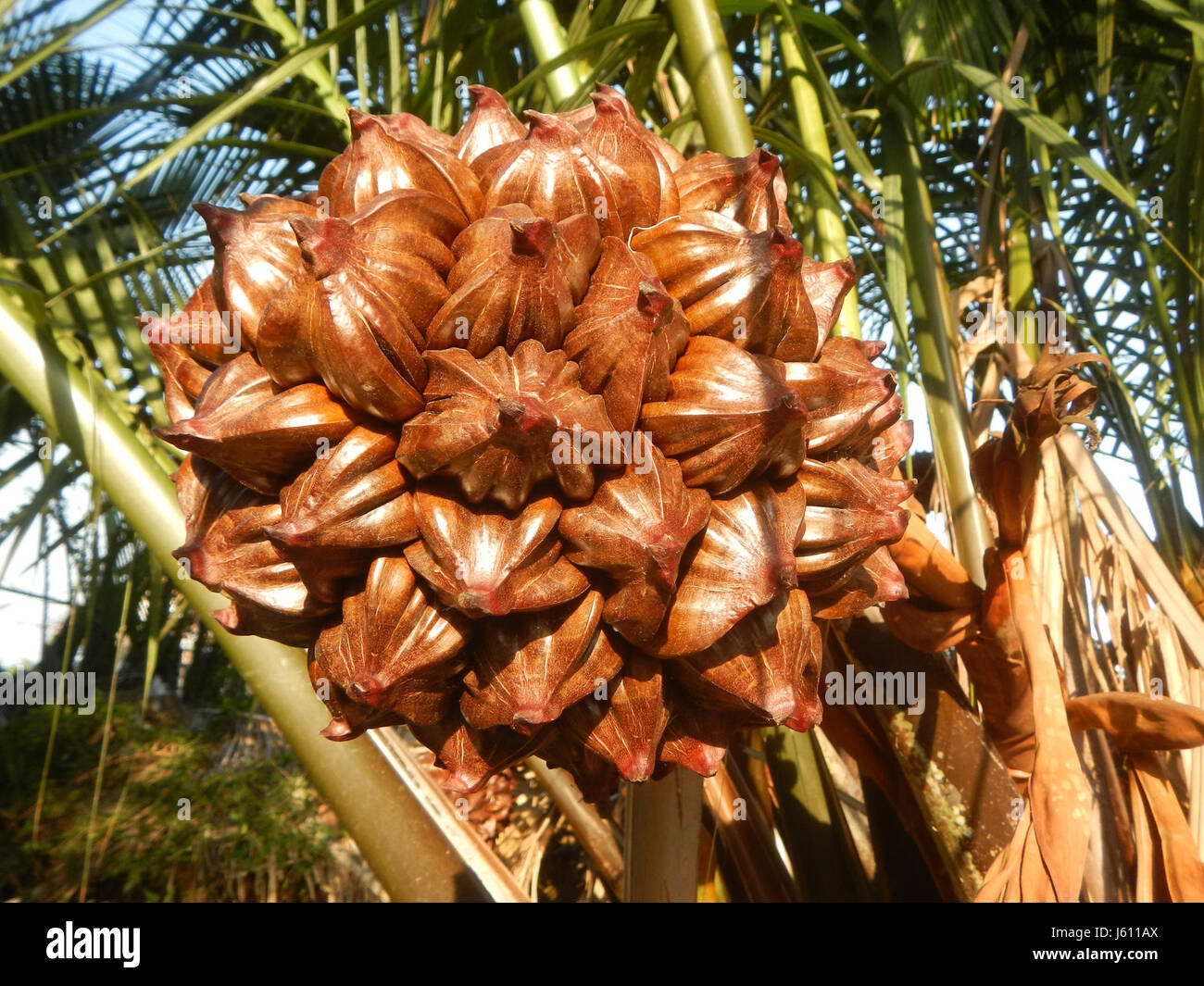 0001 Malolos River Districts City Nipa trees Bulacan Landmarks 21 Stock ...