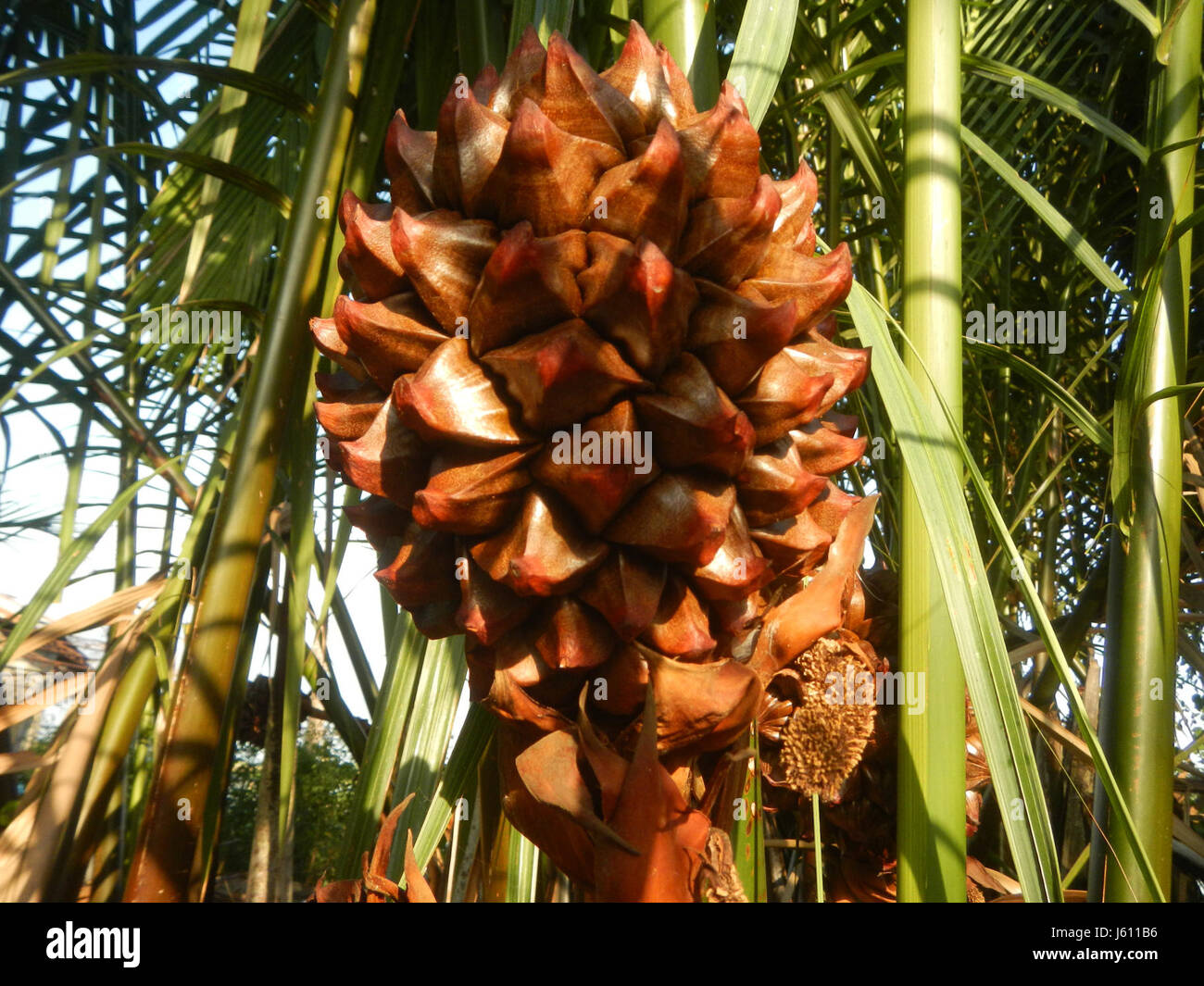 0001 Malolos River Districts City Nipa trees Bulacan Landmarks 26 Stock ...