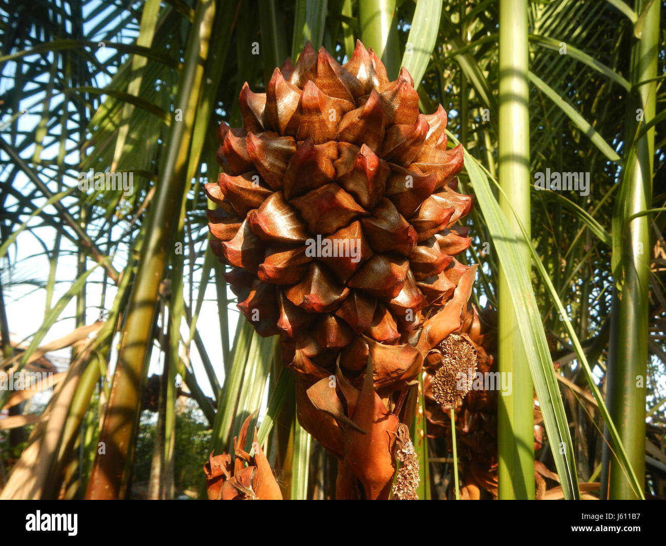 0001 Malolos River Districts City Nipa trees Bulacan Landmarks 27 Stock ...