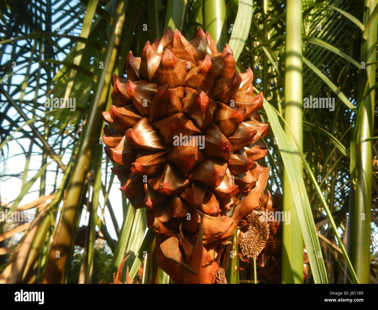 0001 Malolos River Districts City Nipa trees Bulacan Landmarks 29 Stock ...