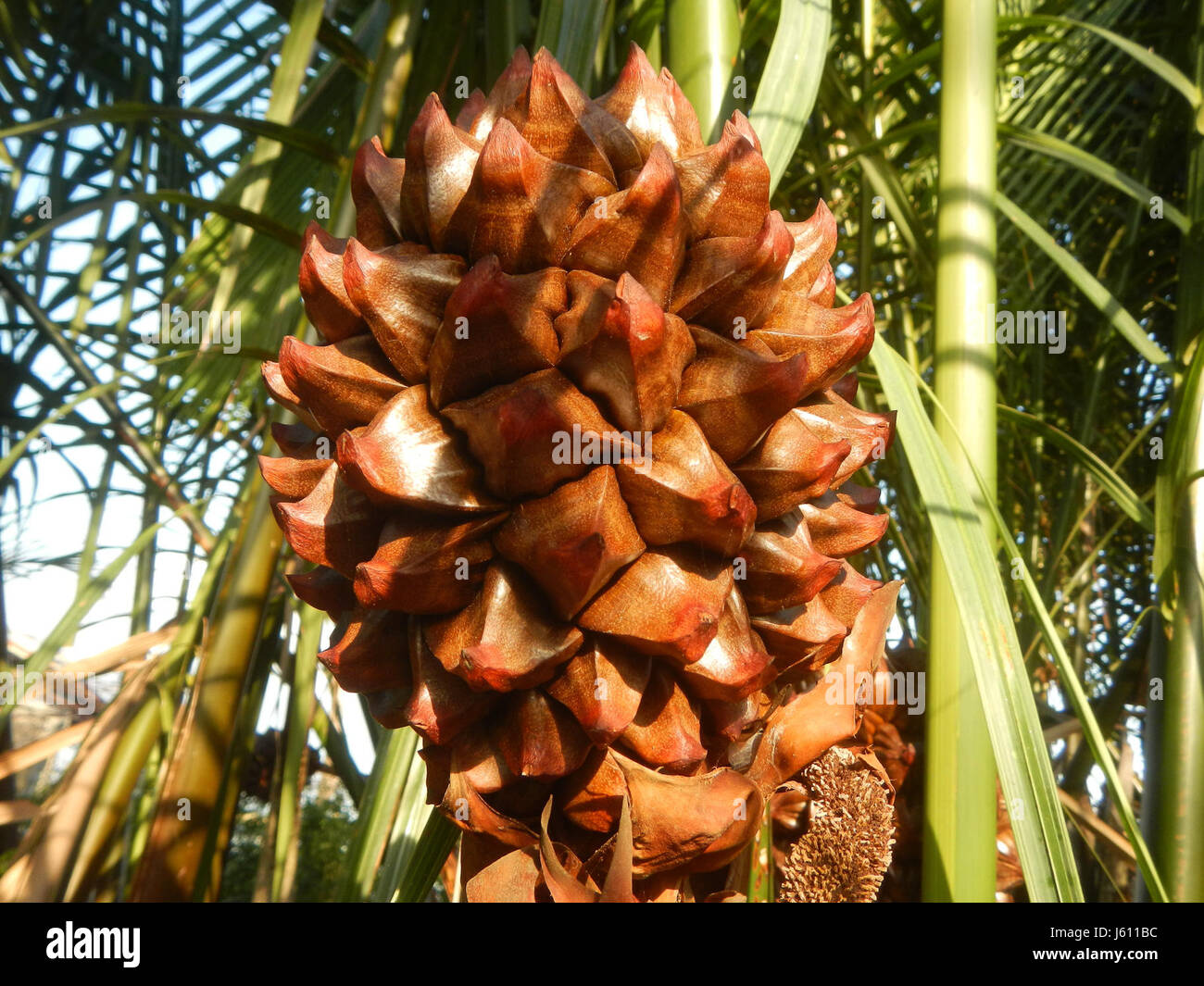 0001 Malolos River Districts City Nipa trees Bulacan Landmarks 31 Stock ...