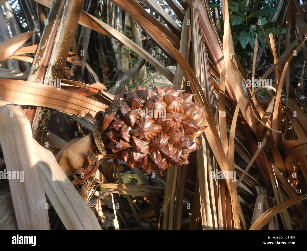 0001 Malolos River Districts City Nipa trees Bulacan Landmarks 40 Stock ...