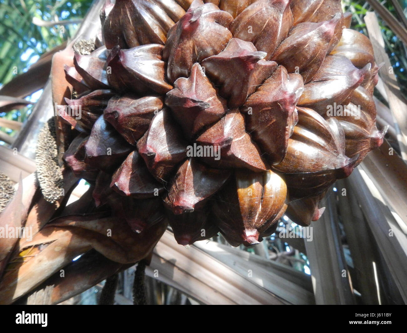 0001 Malolos River Districts City Nipa trees Bulacan Landmarks 45 Stock ...
