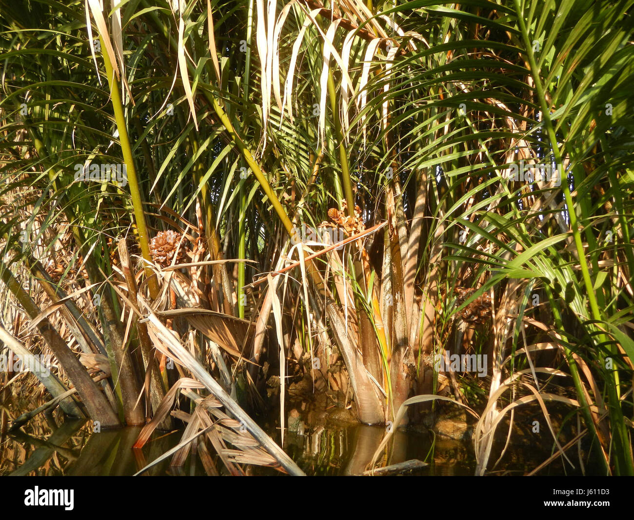 0050 Malolos River Districts City Nipa trees Bulacan Landmarks 25 Stock ...
