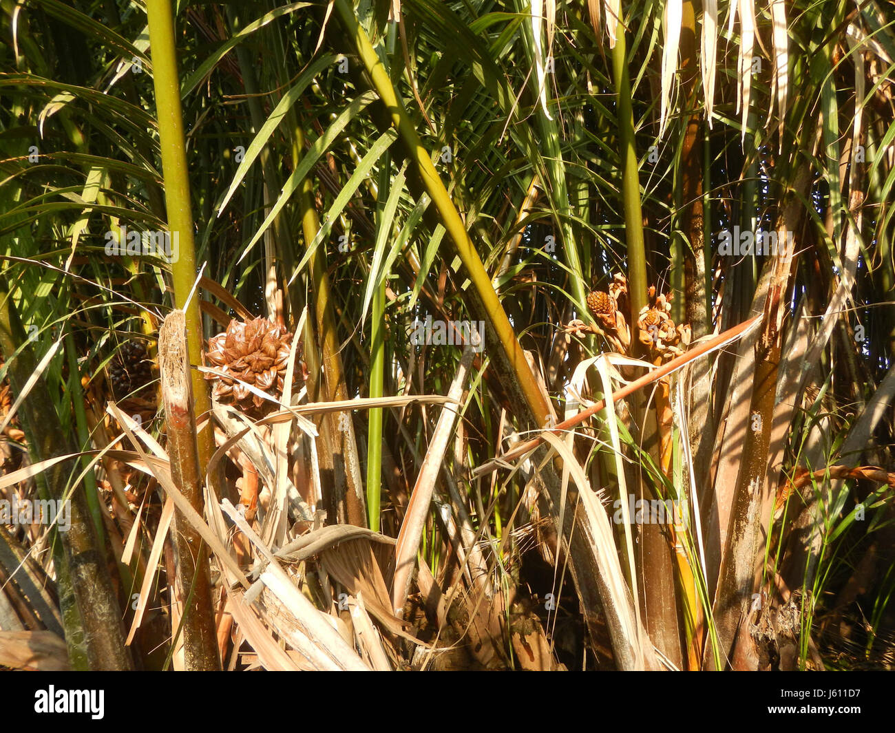 0050 Malolos River Districts City Nipa trees Bulacan Landmarks 27 Stock ...