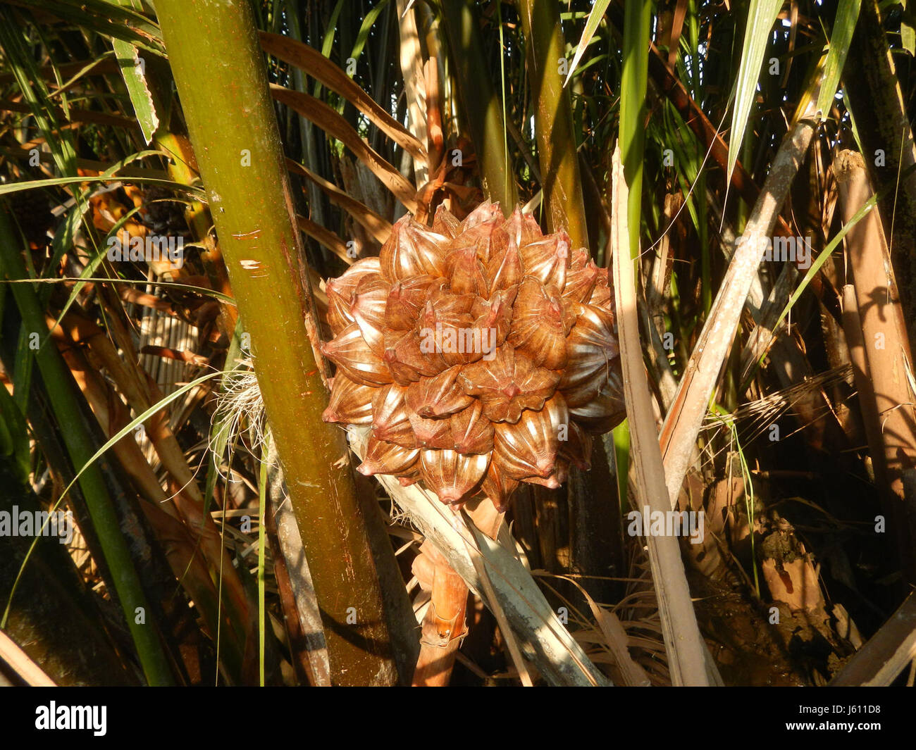 0050 Malolos River Districts City Nipa trees Bulacan Landmarks 28 Stock ...