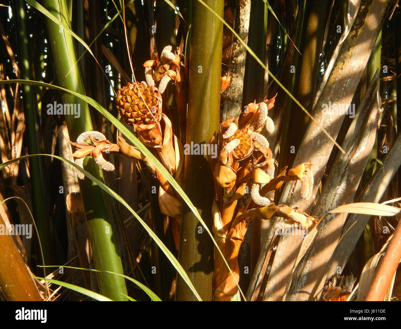 This image highlights the Malolos River Districts in Bulacan ...