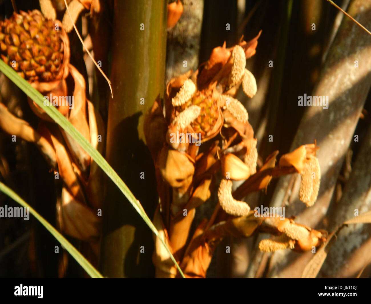 A depiction of the Malolos River districts in the Bulacan province ...