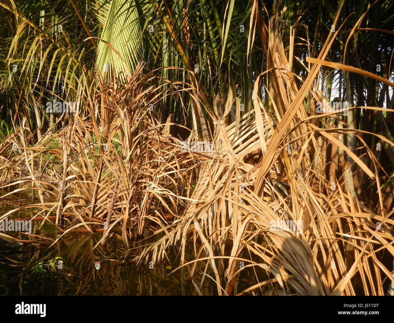 0050 Malolos River Districts City Nipa trees Bulacan Landmarks 41 Stock ...