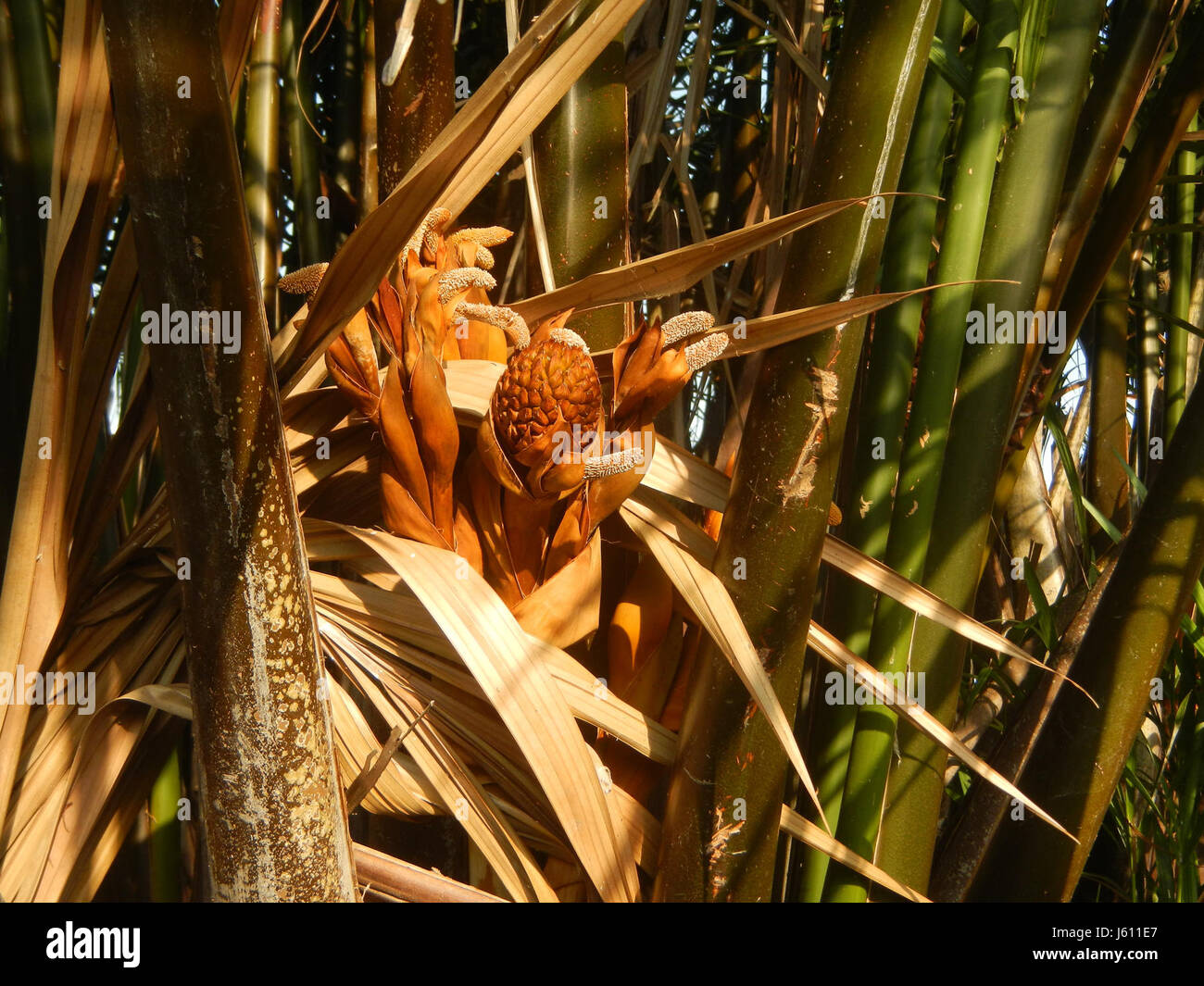 0098 Malolos River Districts City Nipa trees Bulacan Landmarks 06 Stock ...