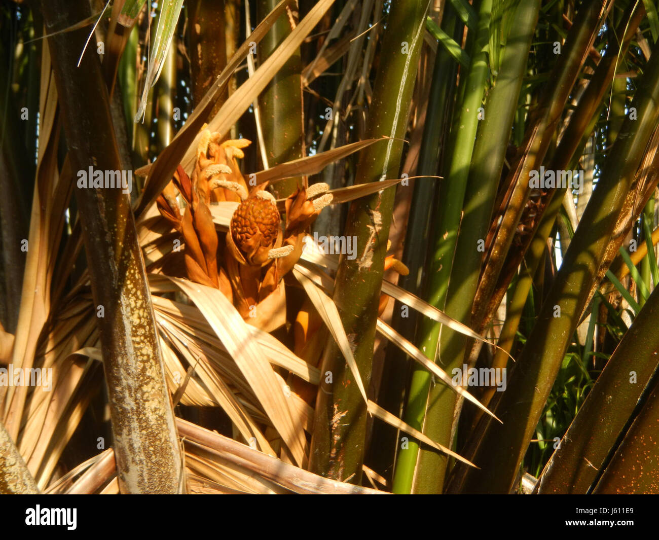 0098 Malolos River Districts City Nipa trees Bulacan Landmarks 07 Stock ...