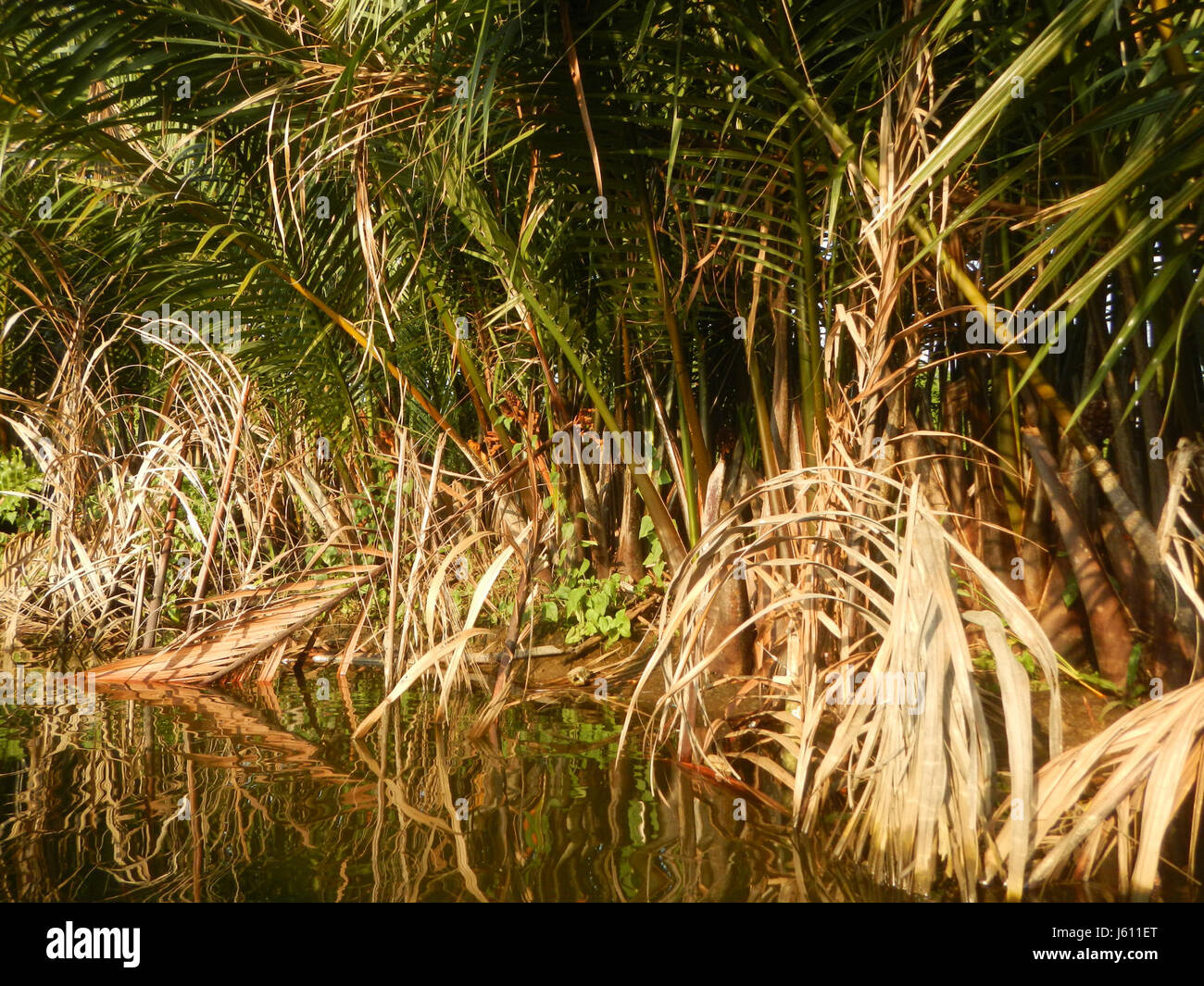 This photograph shows the Malolos River district in Bulacan, with Nipa ...