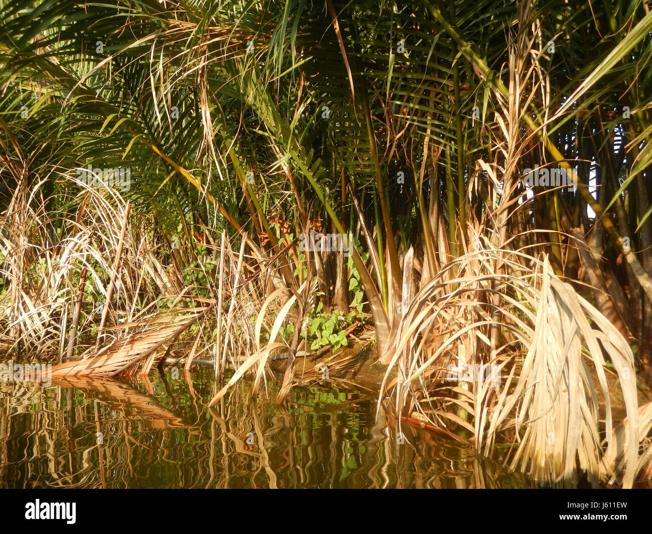 0098 Malolos River Districts City Nipa trees Bulacan Landmarks 18 Stock ...