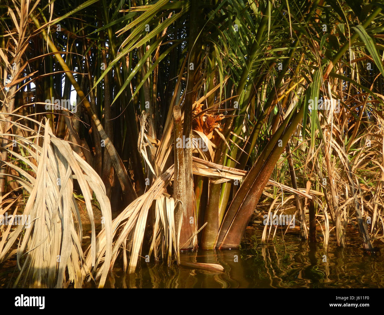 0098 Malolos River Districts City Nipa trees Bulacan Landmarks 21 Stock ...