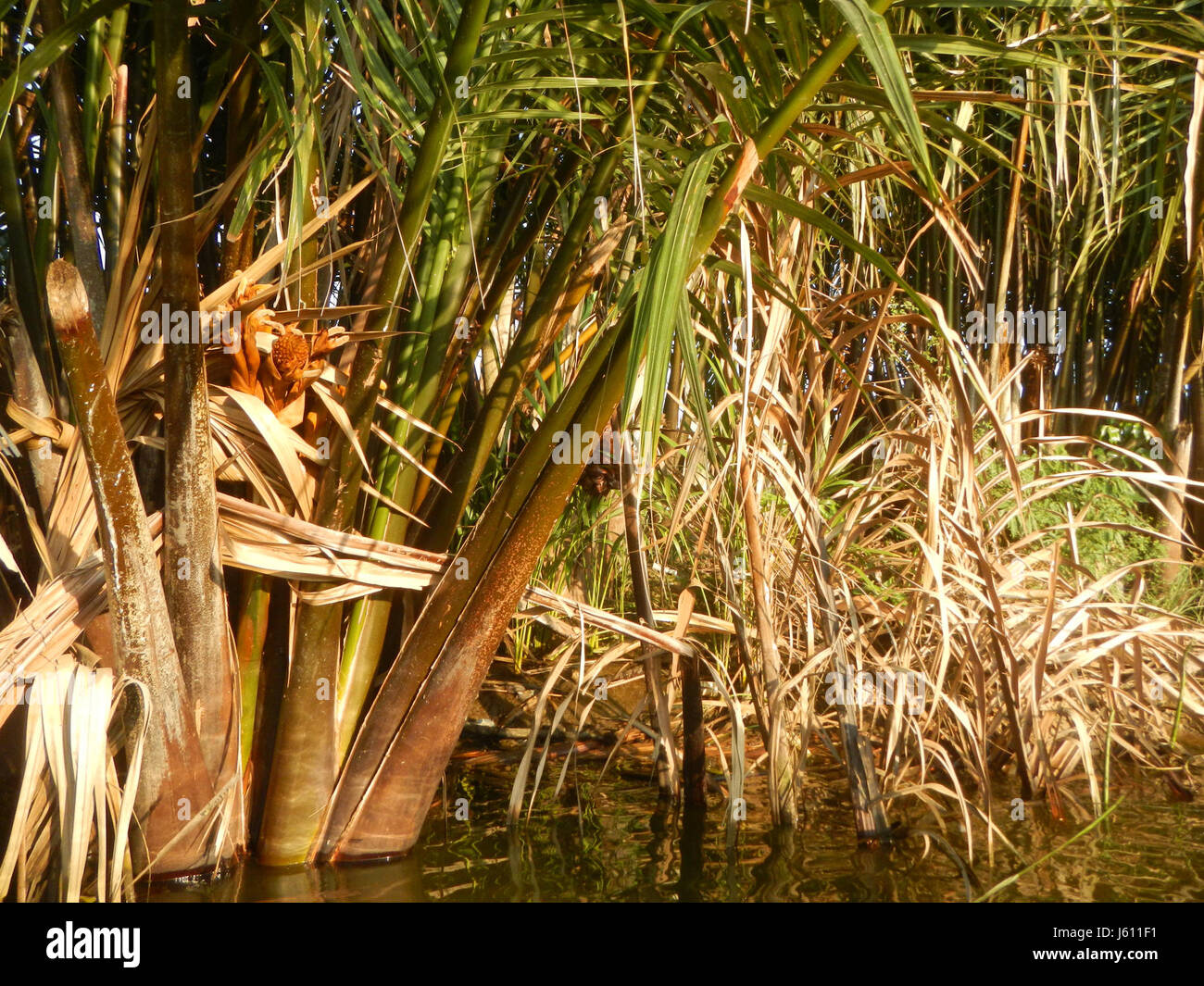 0098 Malolos River Districts City Nipa trees Bulacan Landmarks 22 Stock ...