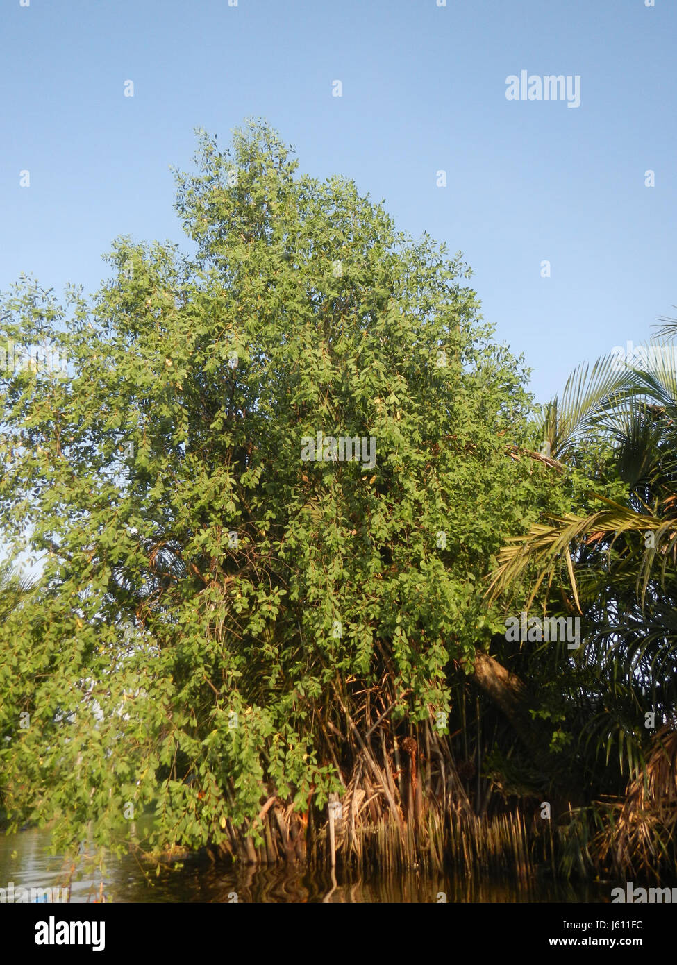 0098 Malolos River Districts City Nipa trees Bulacan Landmarks 33 Stock ...