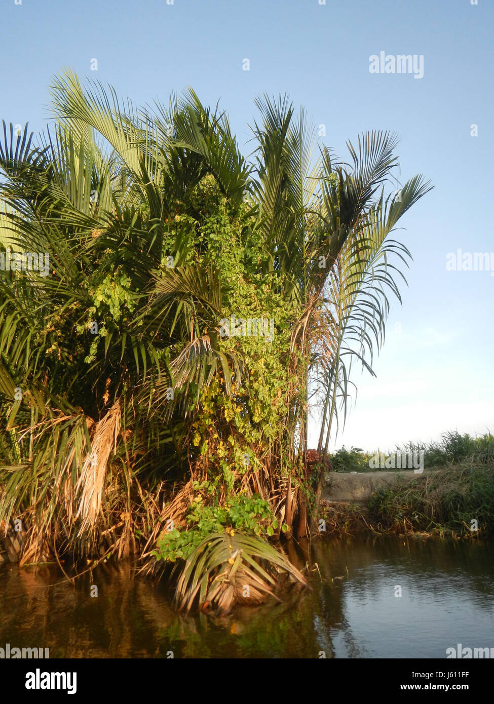0098 Malolos River Districts City Nipa trees Bulacan Landmarks 35 Stock ...