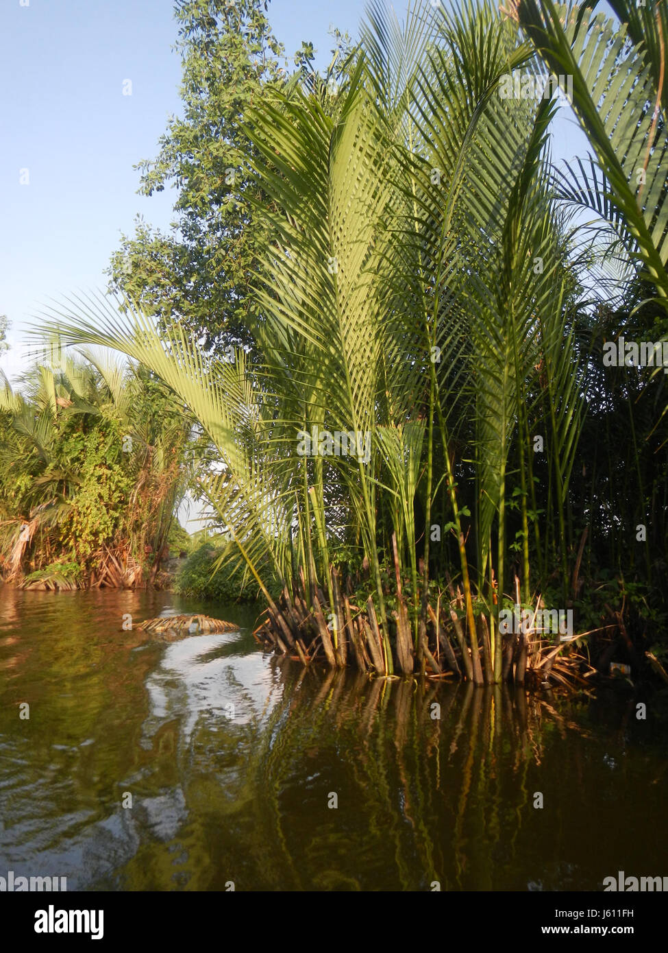 0098 Malolos River Districts City Nipa trees Bulacan Landmarks 37 Stock ...