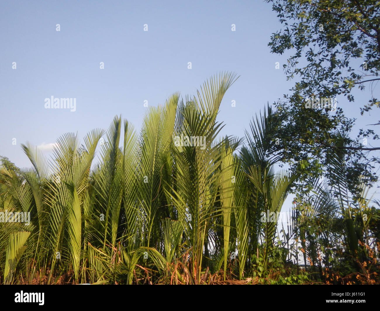 0098 Malolos River Districts City Nipa trees Bulacan Landmarks 45 Stock ...
