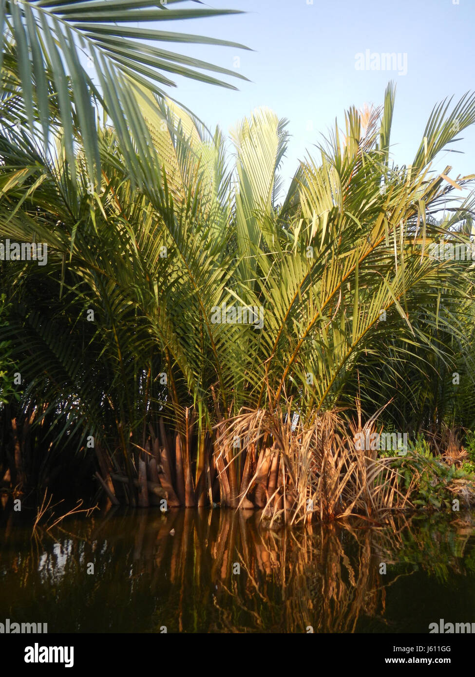 The Malolos River Districts in Bulacan feature Nipa trees and are home ...